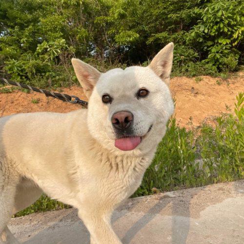 Baekgu – Rebel Rescue South Korea