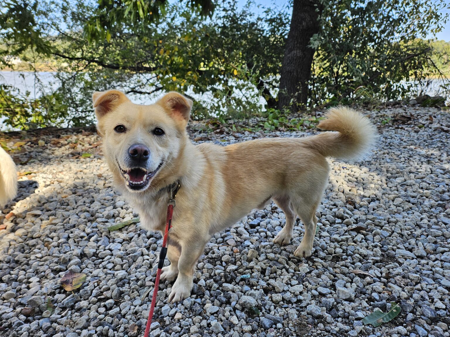 Rebel Rescue South Korea – Changing the Lives of Dogs in South Korea